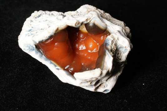 Coral Geodes Shop – CoralGeodes Store