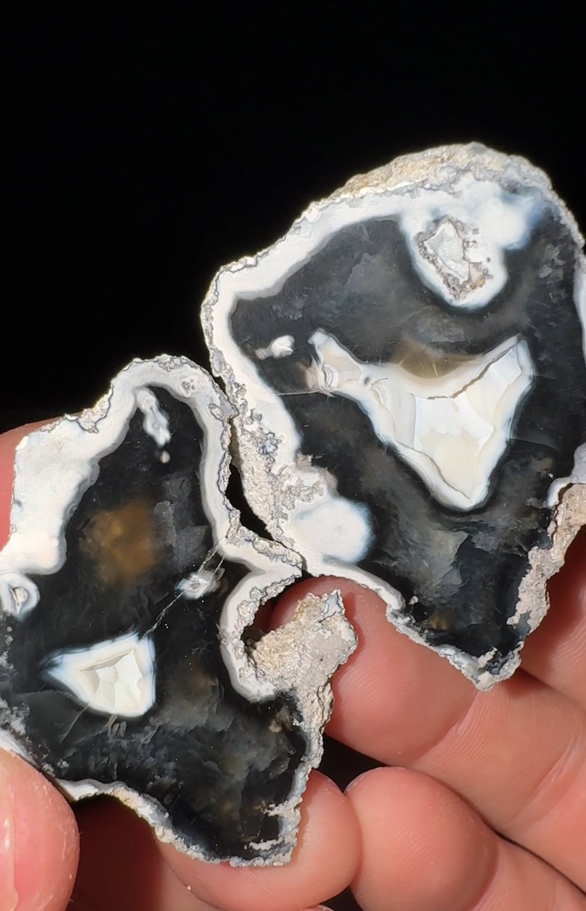 Polished Coral Geode/Fossil Pair – CoralGeodes Store